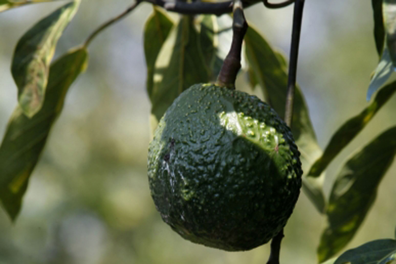 La Capital | Productores De Aguacate Crearon Campana Digital Para Super ...