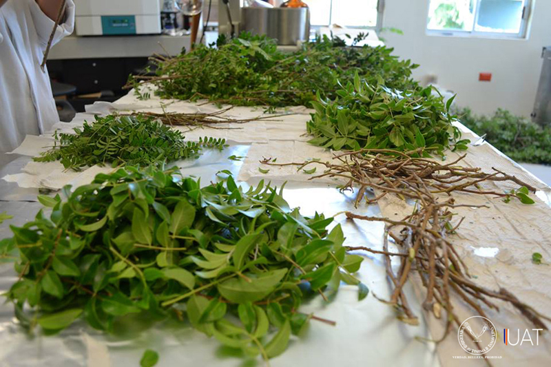 La Capital Mejoran Proceso Para Secar Y Conservar Plantas Medicinales