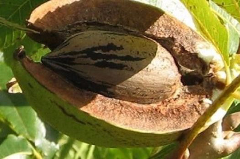 La Capital | Se Prevee Un Crecimiento Del 27 De Nuez Pecanera Al Cierre ...
