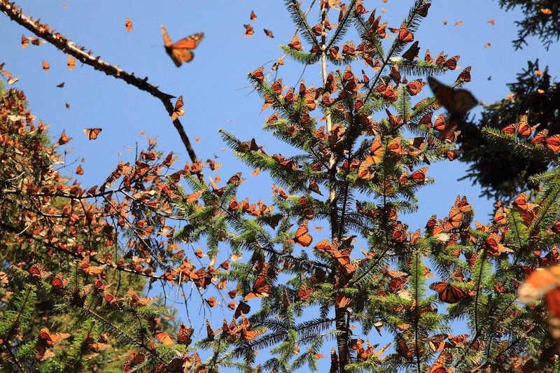 La Capital | Abre Santuario De La Mariposa Monarca En Michoacan