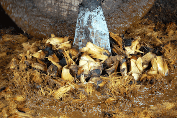 La Capital | Desechos De Agave Se Destinan Para Crear Biocombustibles