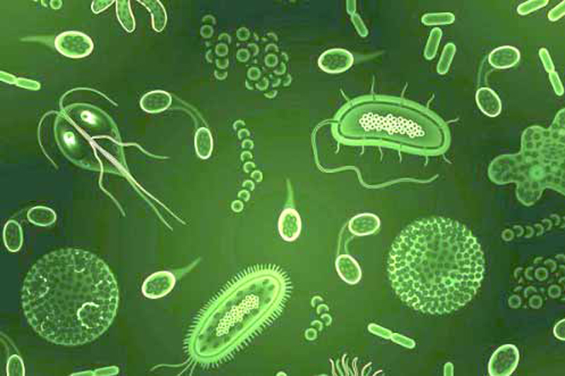 La Capital | Abre Investigacion Nuevas Vias En Tratamiento De Males ...